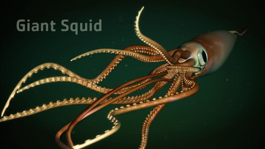 Colossal Squid Attack Humans